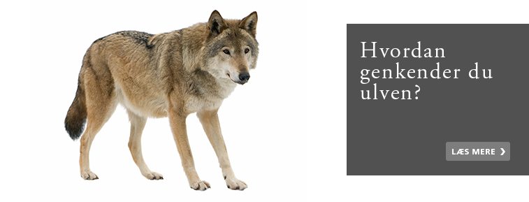Ulve i Danmark – Københavns Universitet